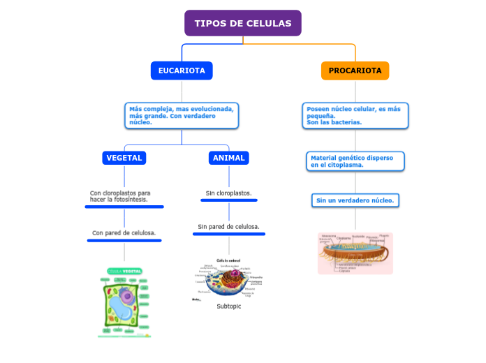 TIPOS DE CELULAS - Mind Map